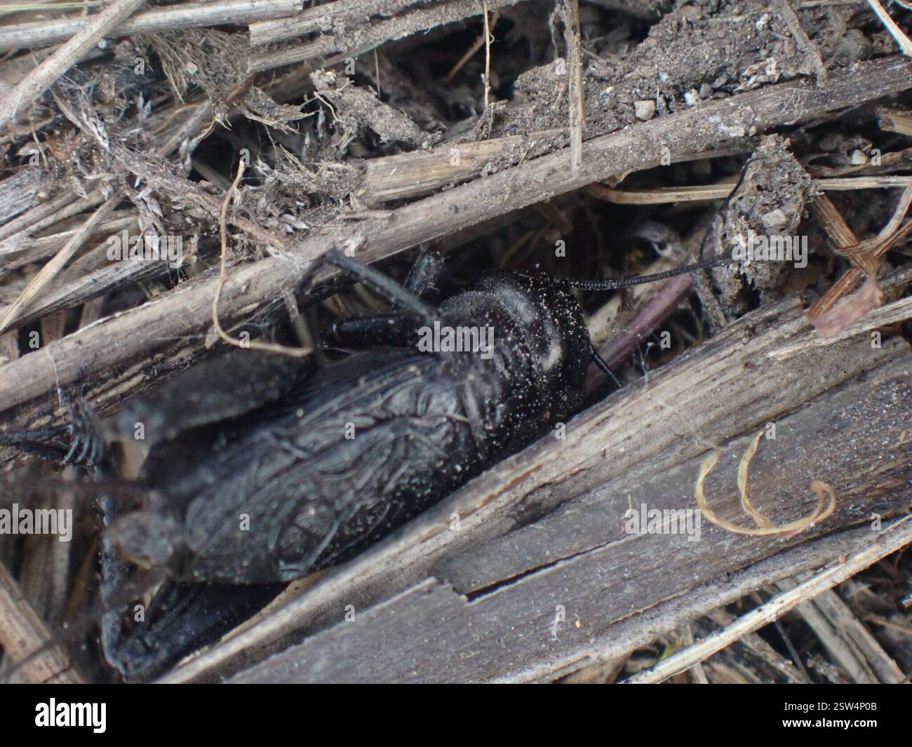 Spring Field Cricket (Gryllus veletis), Insecta, Kootenay Boundary, BC ...