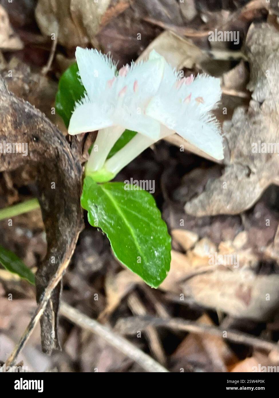 partridgeberry (Mitchella repens), Plantae, Wheaton, Wheaton-Glenmont ...