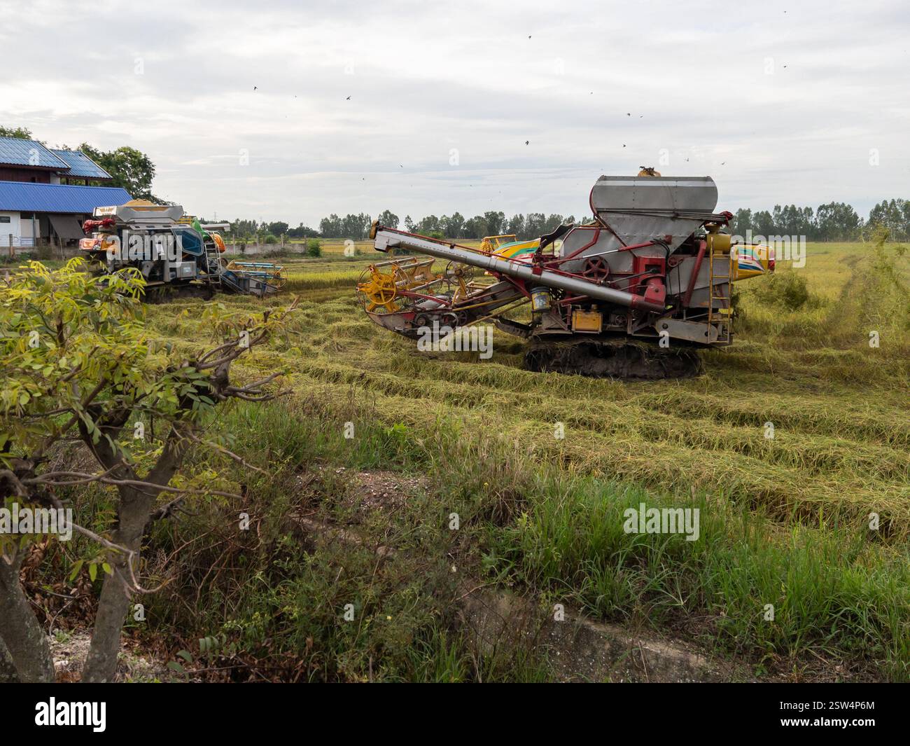 A scene of rice harvesting in a rural paddy field using large combine harvesters. Farmers ...