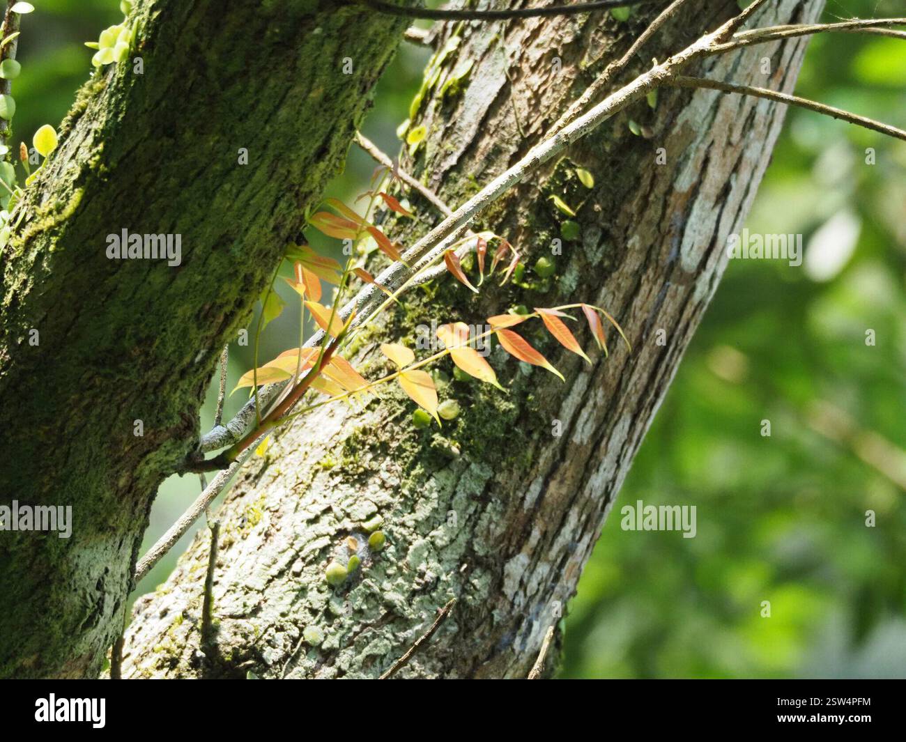 Japanese wax tree (Toxicodendron succedaneum), Plantae, 台灣新北市 Stock ...