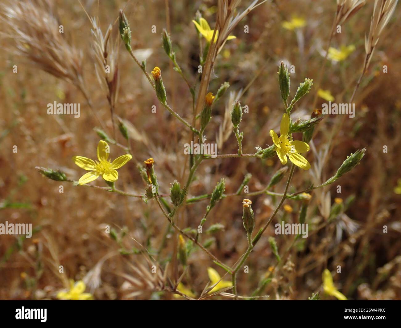 western lessingia (Benitoa occidentalis), Plantae, California, US Stock ...