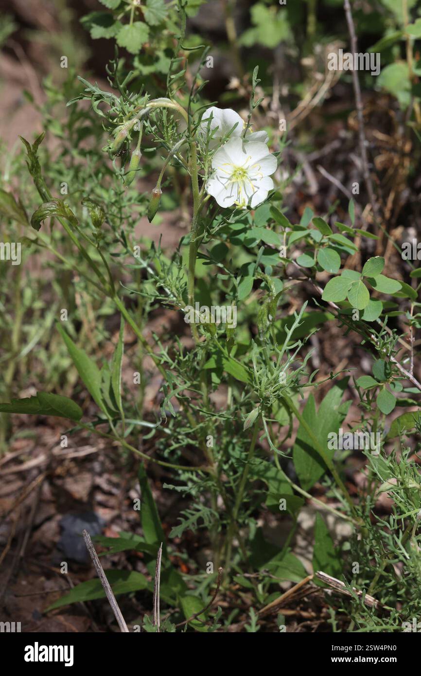 crownleaf evening primrose (Oenothera coronopifolia), Plantae, Great ...