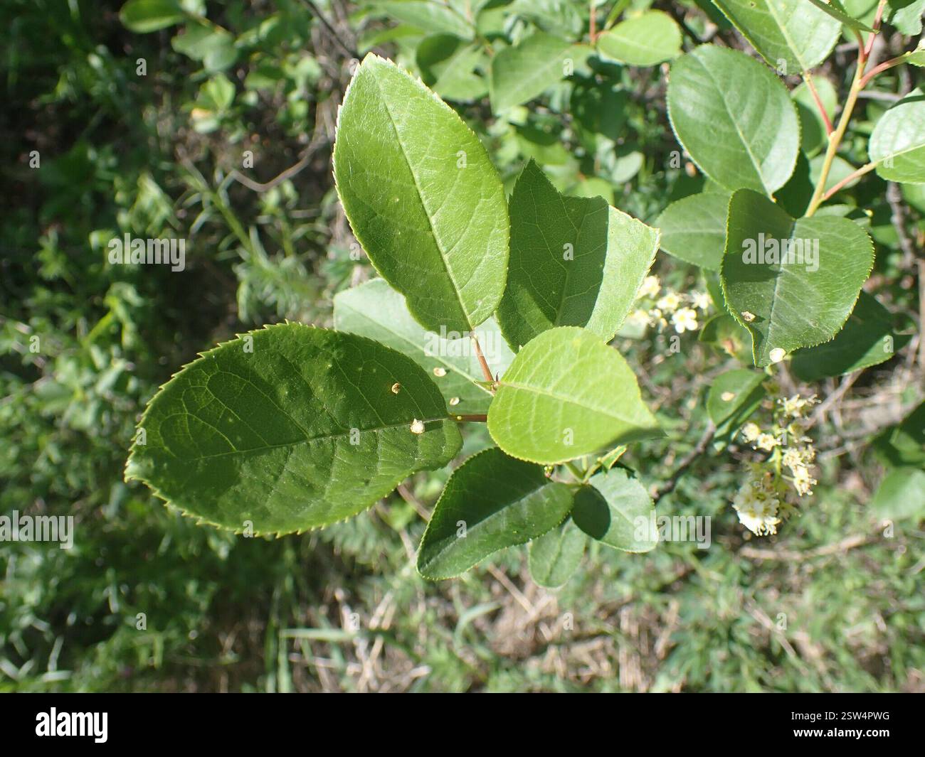 chokecherry (Prunus virginiana), Plantae, Thompson-Nicola, BC, Canada ...