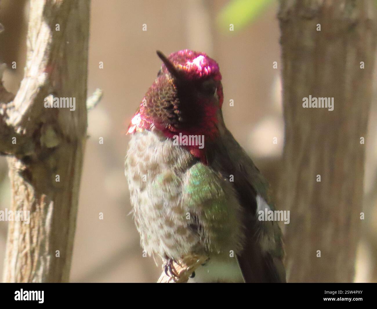 Anna's Hummingbird (Calypte anna), Aves, Country Park Rd, Salinas, CA ...