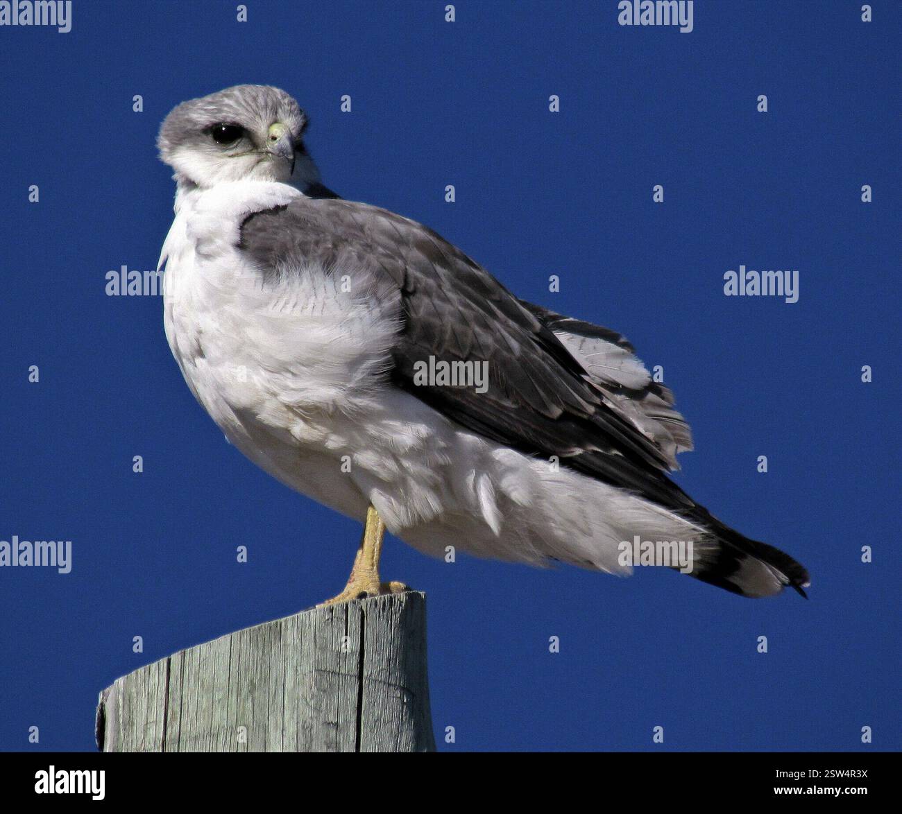Variable Hawk (Geranoaetus polyosoma), Aves, Las Grutas, Río Negro, Argentina Stock Photo - Alamy