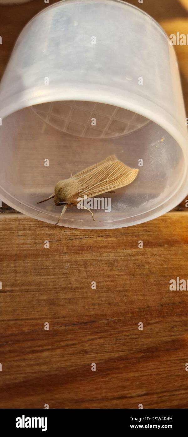 Common Wainscot (Mythimna pallens), Insecta, Puriton, Bridgwater, UK ...