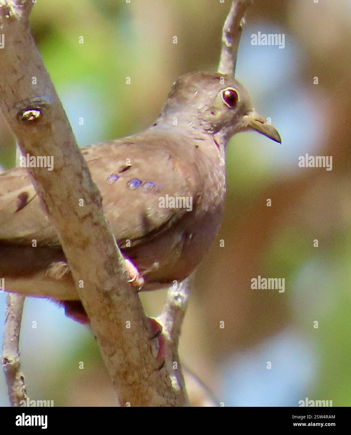 Ruddy Ground Dove (Columbina talpacoti), Aves, Cocle, PA, Ruddy Ground ...