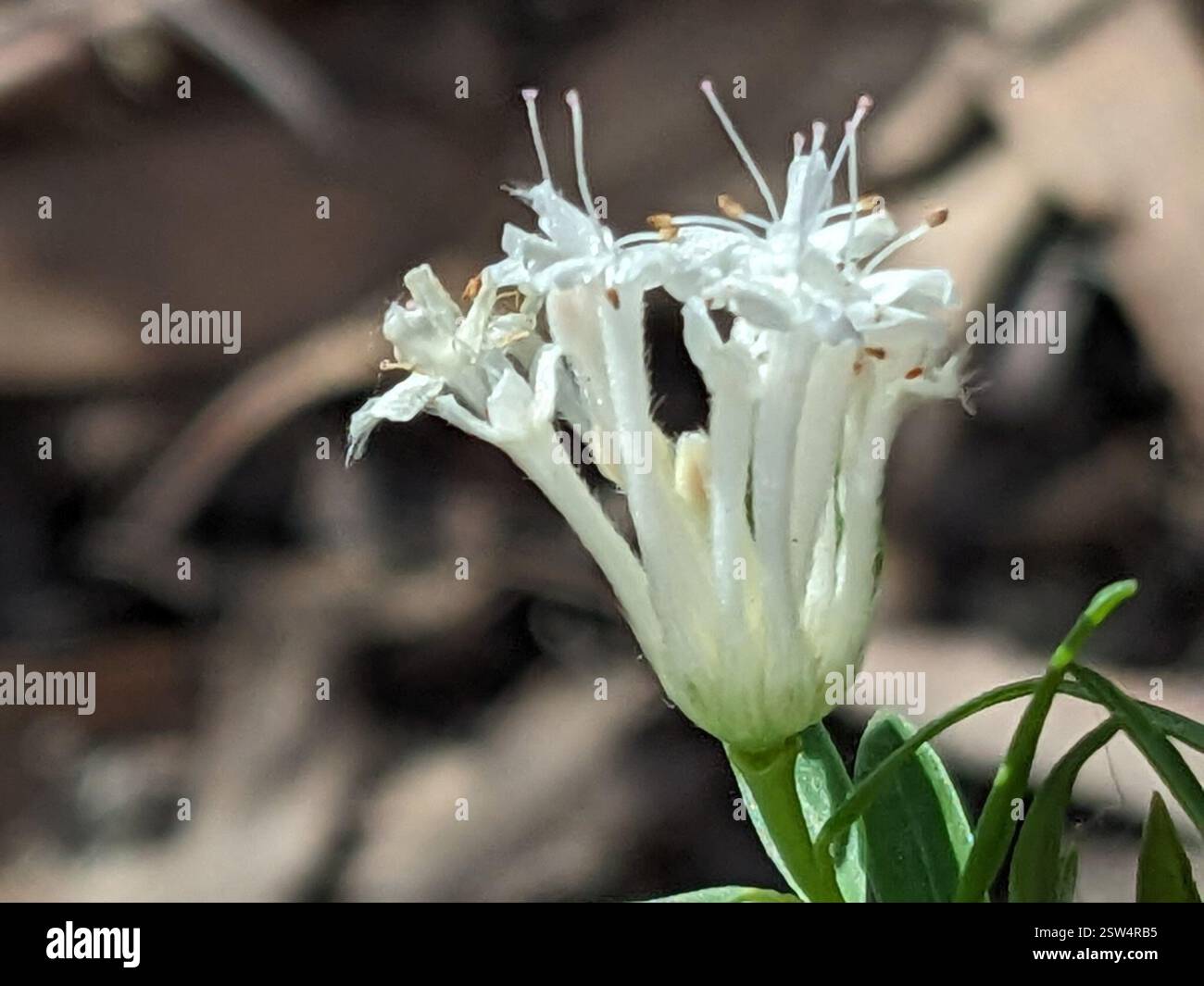 Queen of the Bush (Pimelea linifolia), Plantae, Upper Caboolture QLD ...