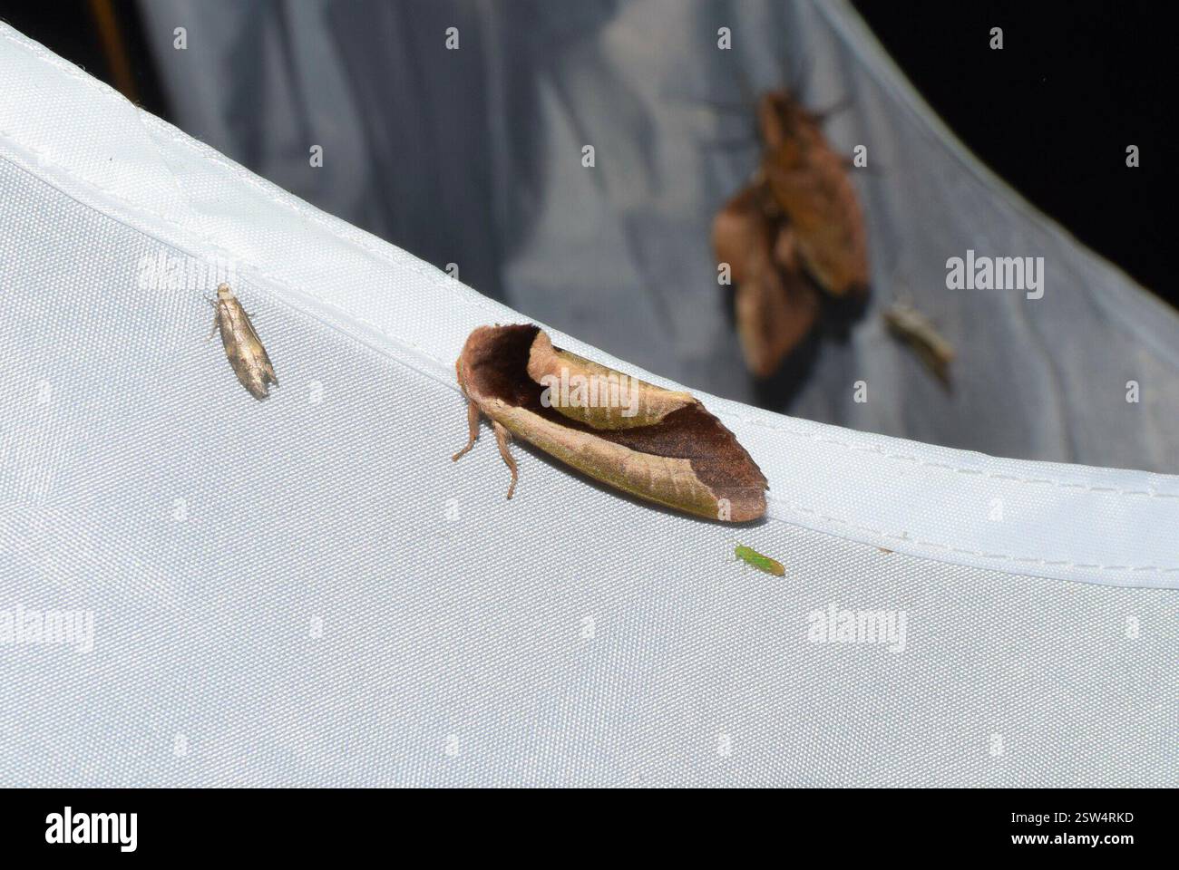 (Uropyia meticulodina), Insecta, 中国浙江省杭州市临安区 Stock Photo - Alamy