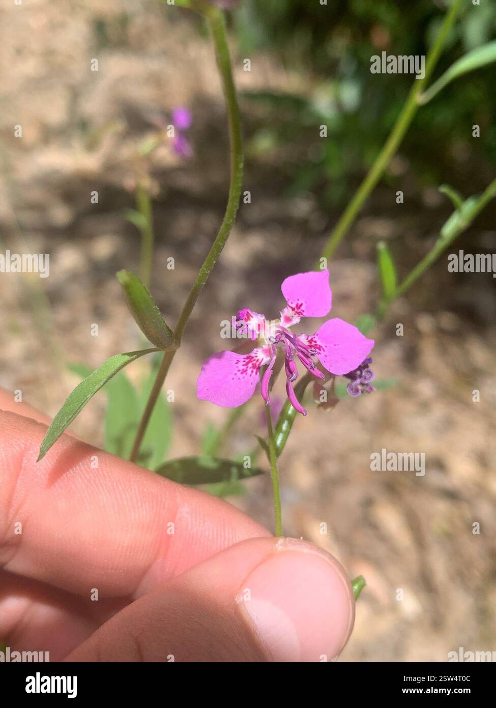 diamond clarkia (Clarkia rhomboidea), Plantae, South Yuba River State ...