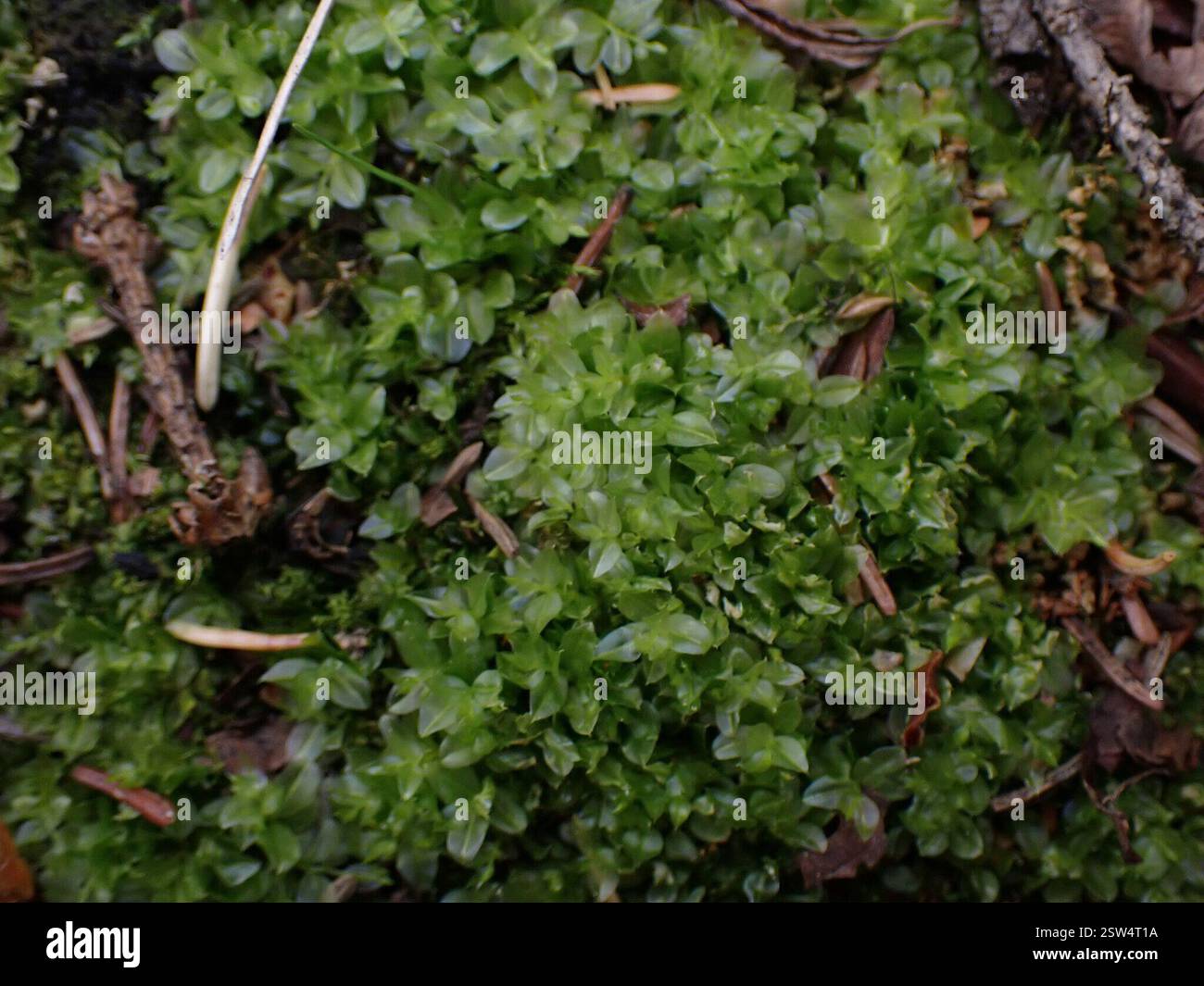Marsh Thyme-moss (Plagiomnium ellipticum), Plantae, Yukon, Canada Stock ...