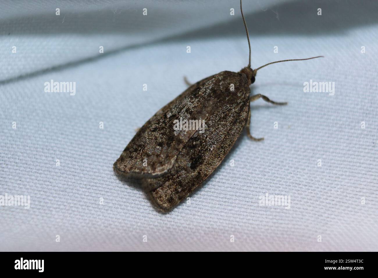 Spruce Budworm Moth (Choristoneura fumiferana), Insecta, Blanchard ...