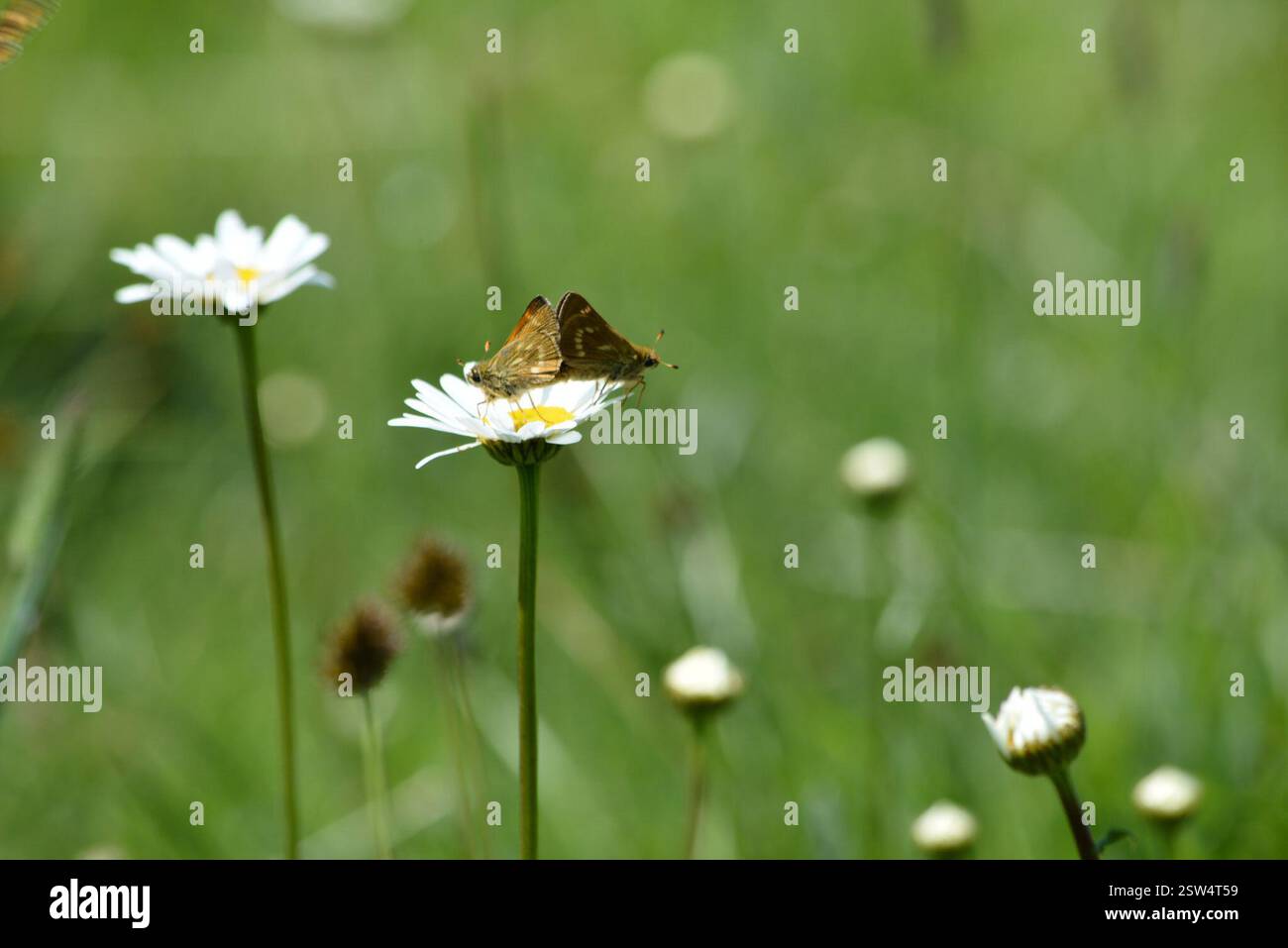 Sonoran Skipper (Polites sonora), Insecta, Copper Mtn Willis FSR Stock ...