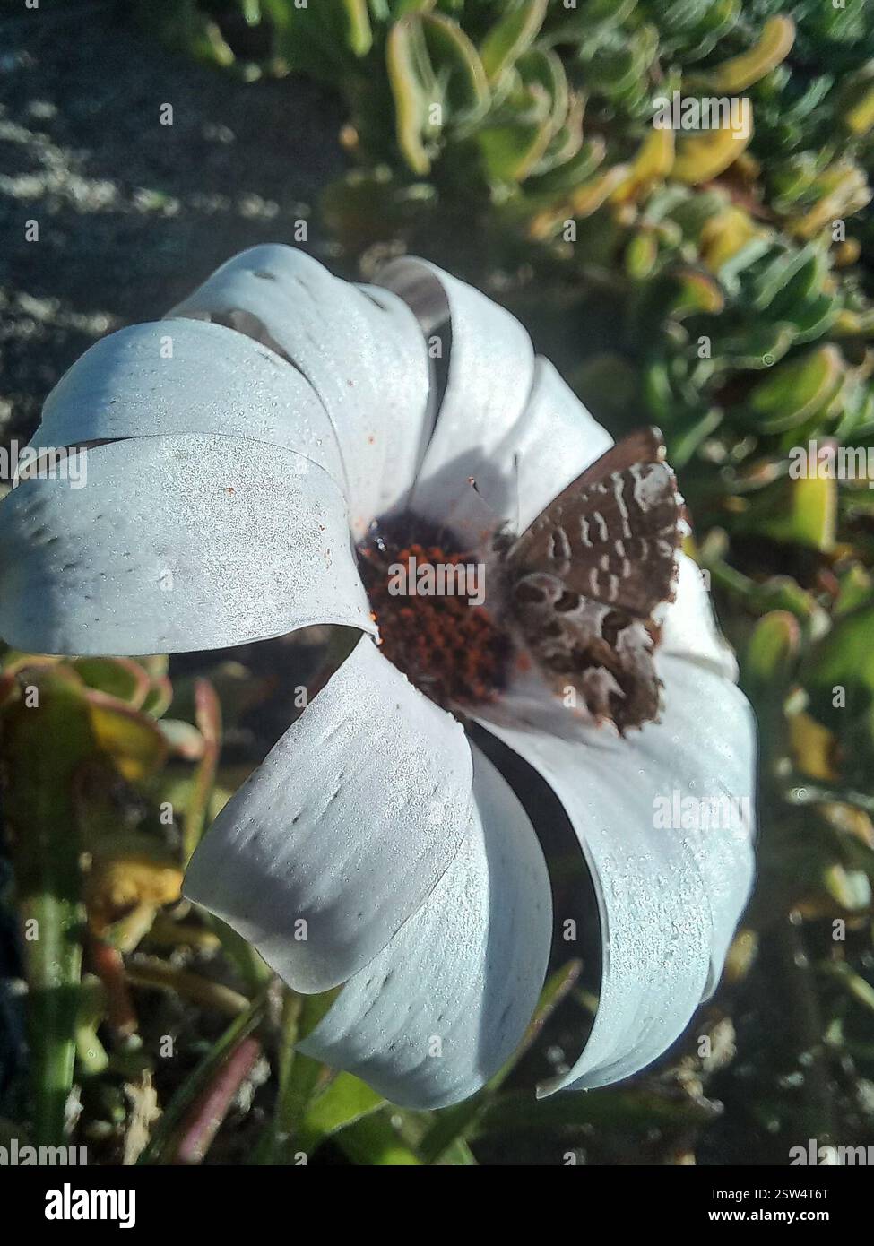 Bronzes (Cacyreus), Insecta, Mitchells Plain, Cape Town, South Africa ...