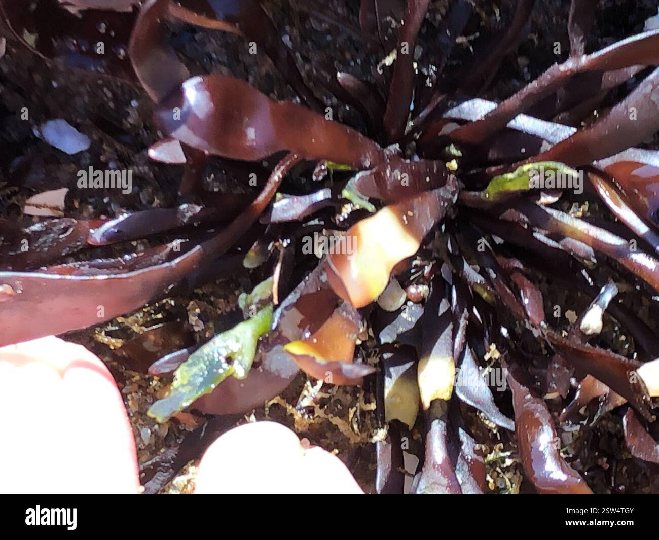 red algae (Rhodophyta), Plantae, Santa Cruz, California, United States ...