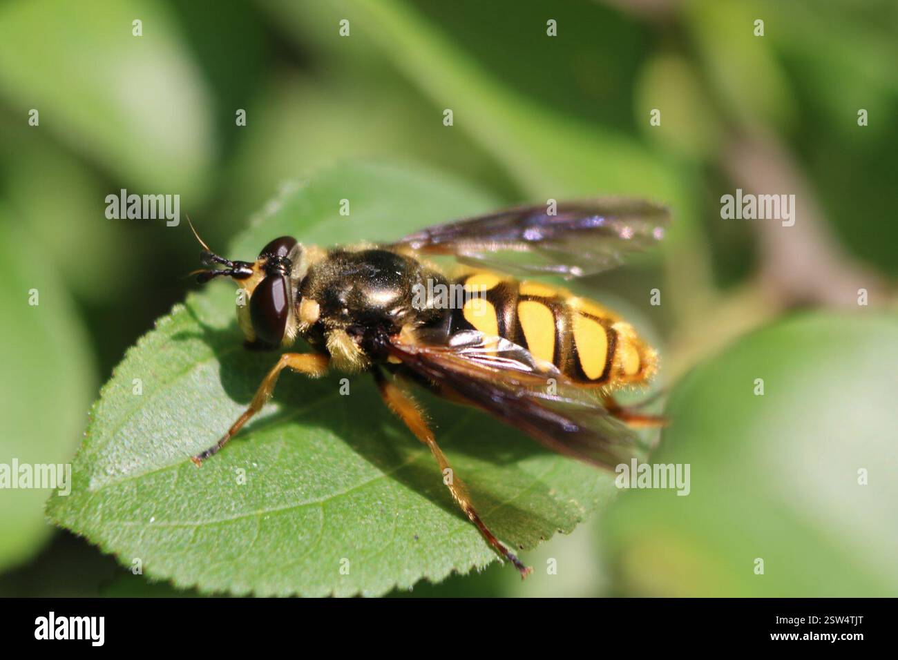 Spotted Wood Fly (Somula decora), Insecta, Medway, London, ON, Canada ...