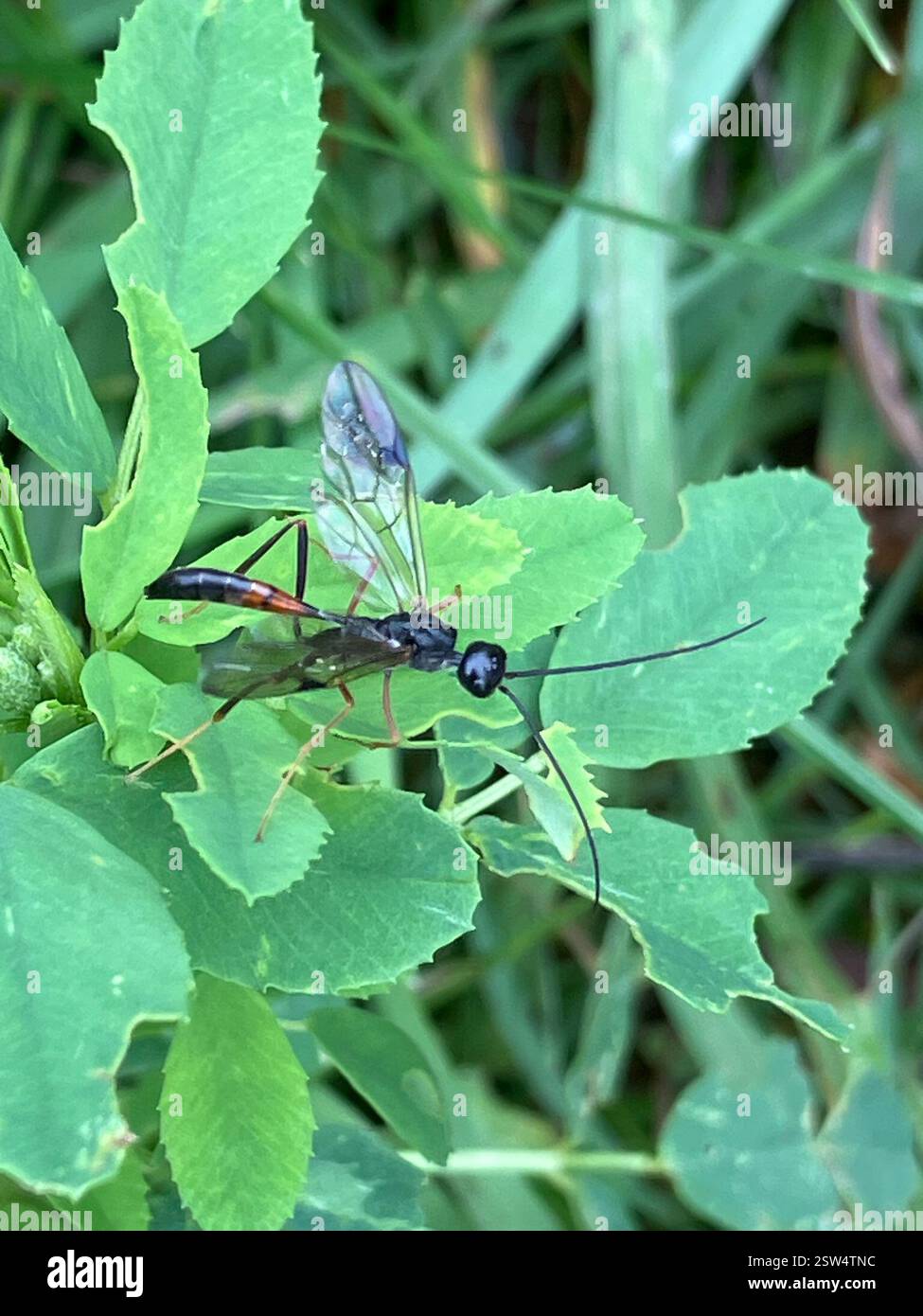 Aulacid Wasps (Aulacidae), Insecta, Donaustadt, Vienna, Vienna, AT ...
