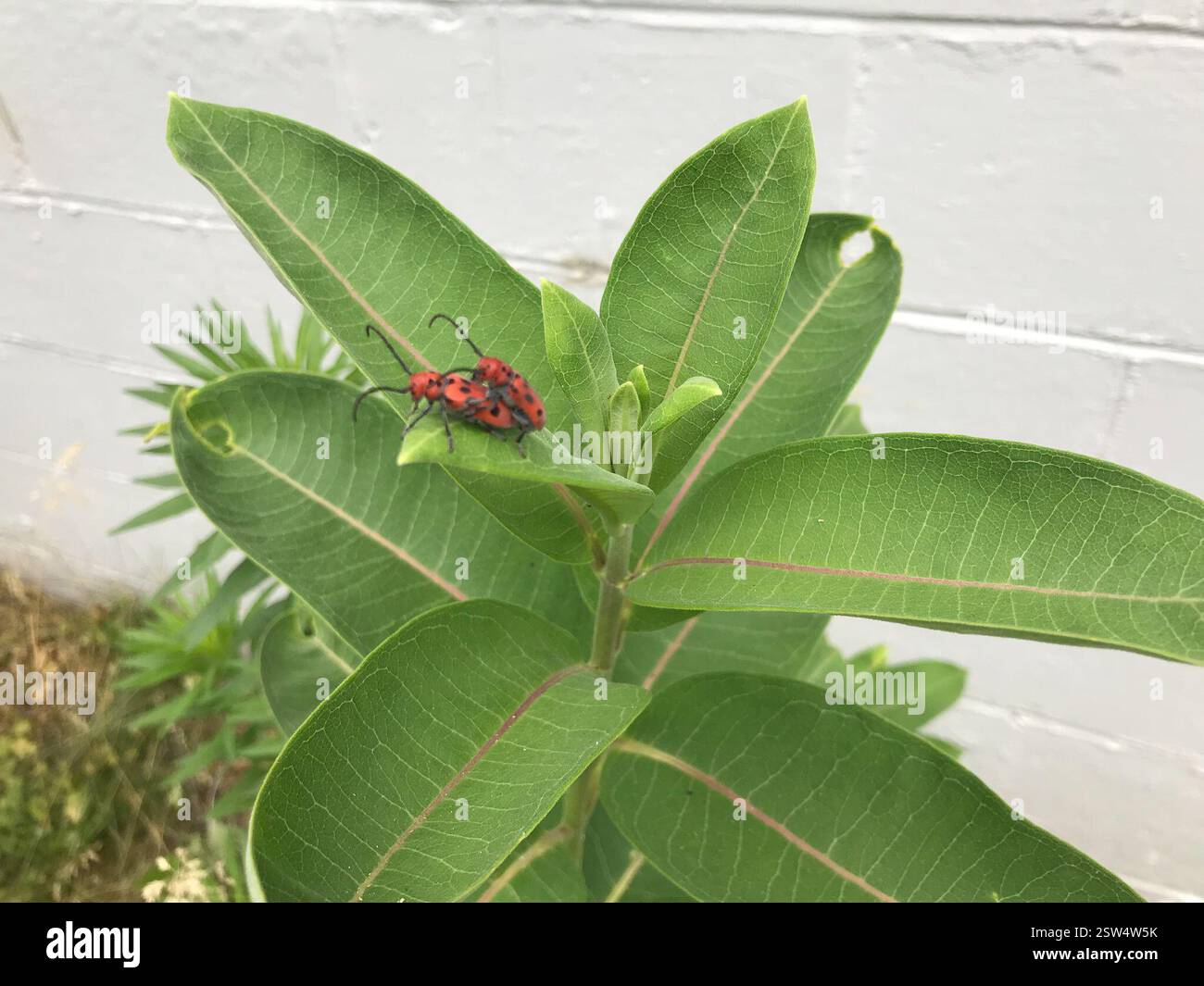 Red Milkweed Beetle (Tetraopes tetrophthalmus), Insecta, , Two red ...