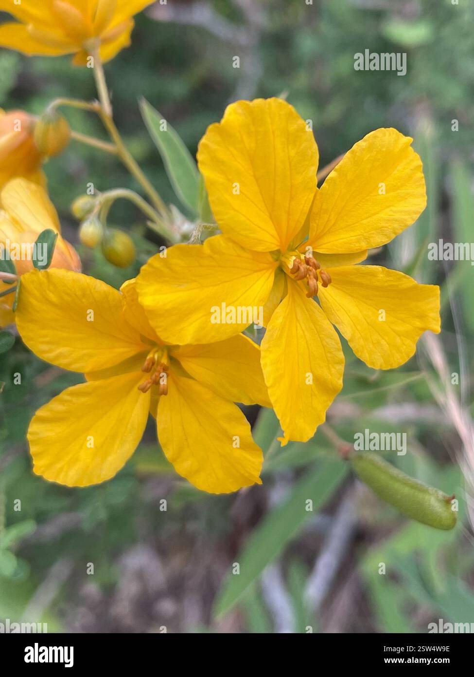 Two-leaved Senna (Senna roemeriana), Plantae, Blue Hole Regional Park ...