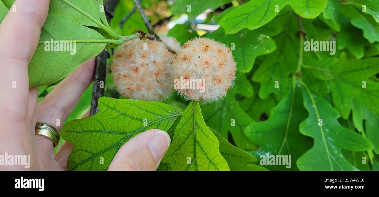 Wool Sower Gall Wasp (Callirhytis seminator), Insecta, Mineral Point ...