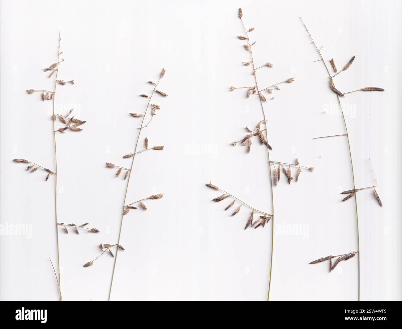 Brown's love grass (Eragrostis brownii), Plantae, Dungog NSW 2420 ...