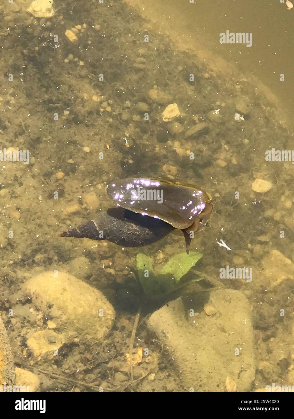 Great Pond Snail (Lymnaea stagnalis), Mollusca, Kienaderweg ...