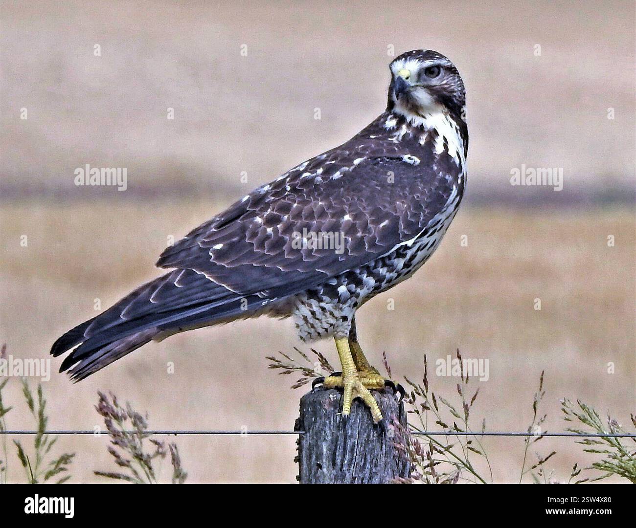 Swainson's hawk argentina hi-res stock photography and images - Alamy