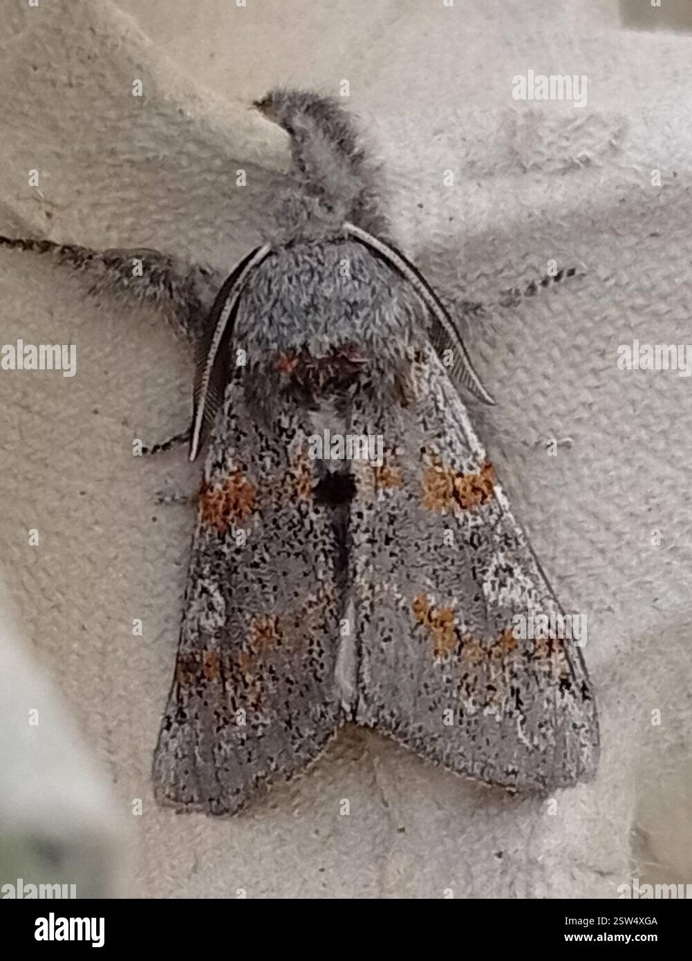 Dark Tussock (Gynaephora fascelina), Insecta, Nethy Bridge PH25 3EE, UK ...