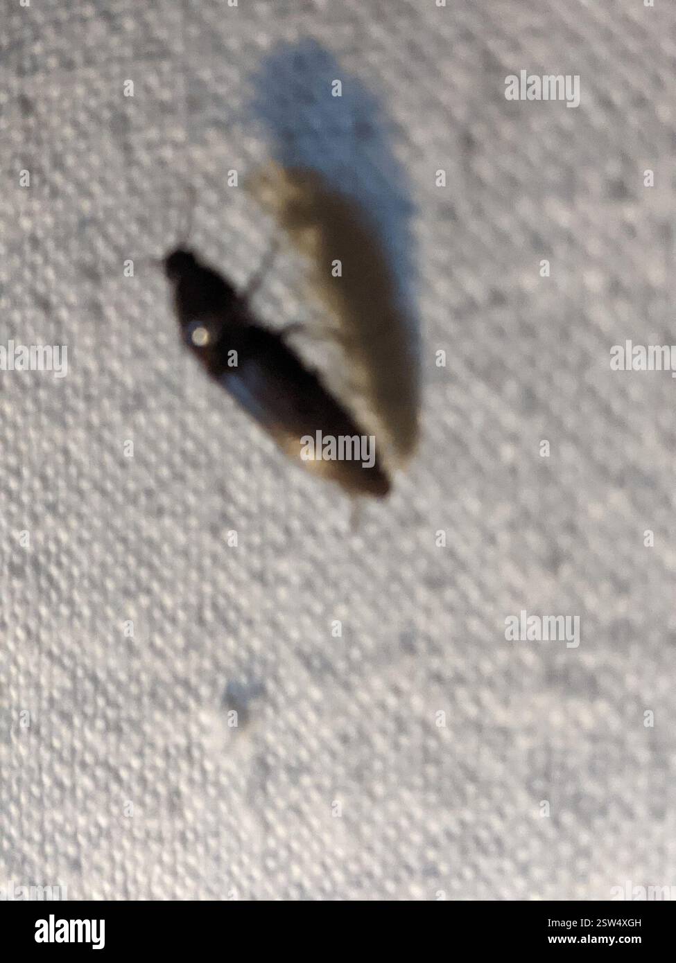 Click Beetles (Elateridae), Insecta, Wayne County, IN, USA, attracted ...