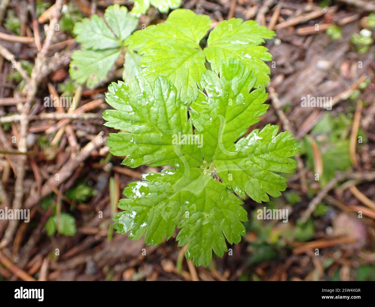 Five-leaf Dwarf Bramble (Rubus pedatus), Plantae, West Vancouver, BC ...
