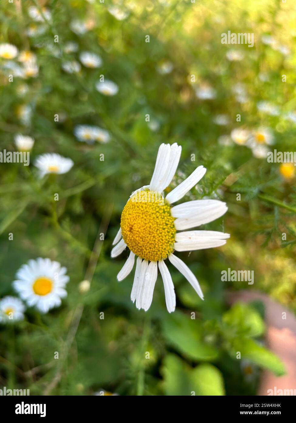 Stinking chamomile (Anthemis cotula), Plantae, Bucine, Toscana, IT ...