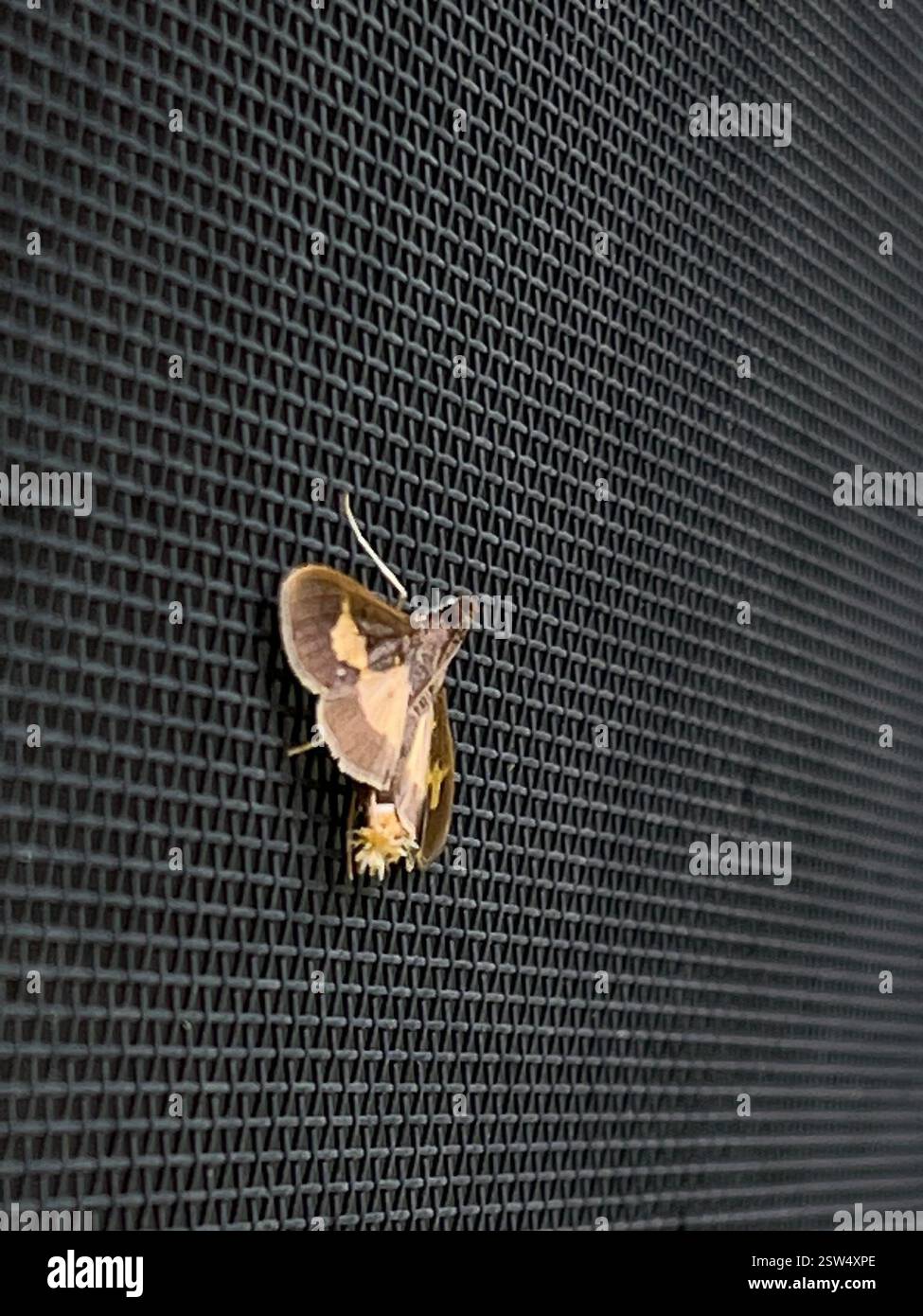 Pickleworm Moth (Diaphania nitidalis), Insecta, Florida, US Stock Photo ...