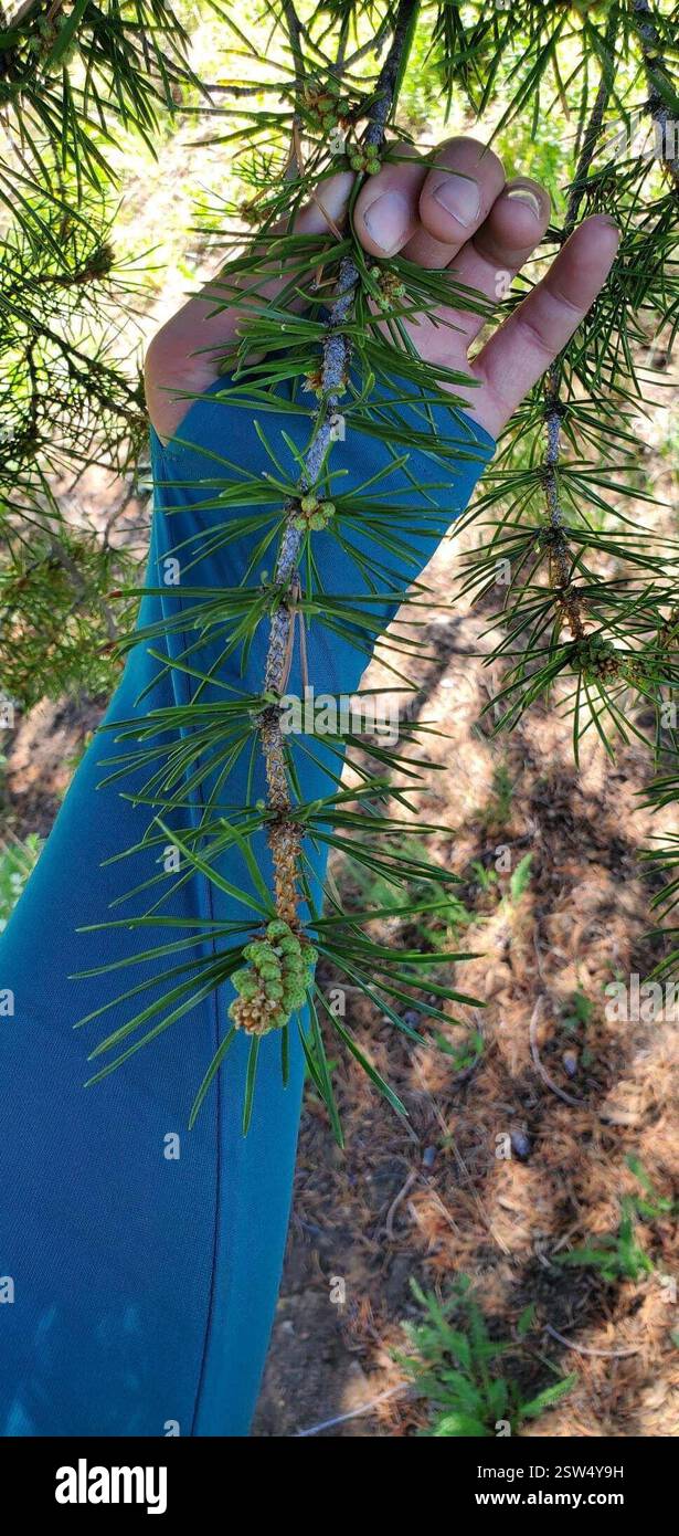 lodgepole pine (Pinus contorta), Plantae, CR-21, Walden, CO, US, Credit ...