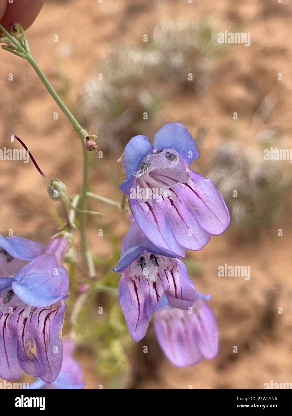 Dusty Beardtongue (Penstemon comarrhenus), Plantae, San Juan County, US ...