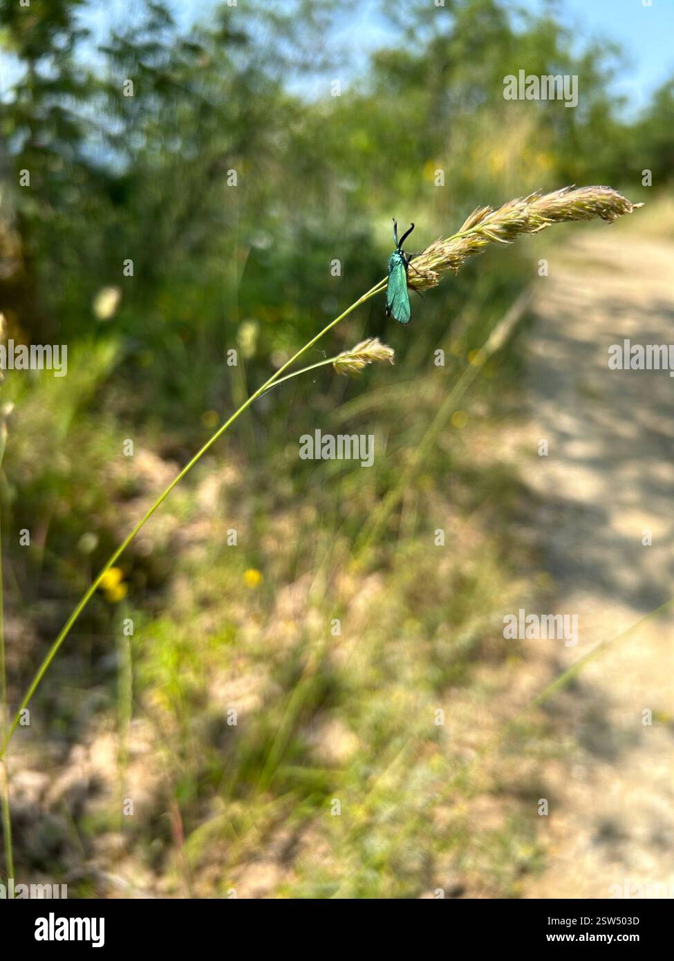 Forester Moths (Procridinae), Insecta, Bucine, Toscana, IT Stock Photo ...