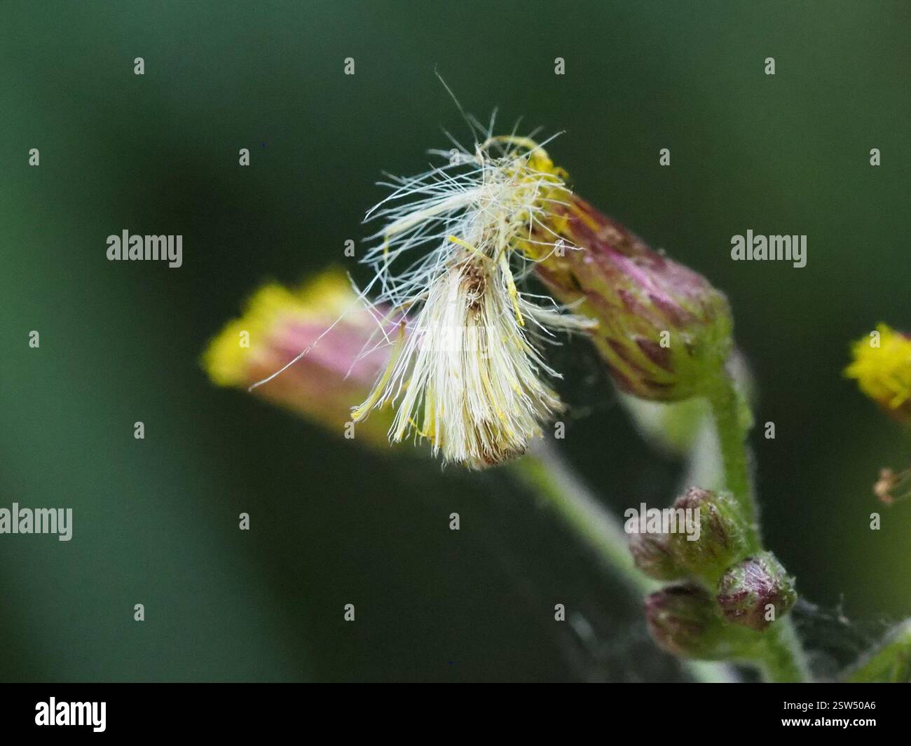 (Blumea lanceolaria), Plantae, 台灣新北市 Stock Photo - Alamy