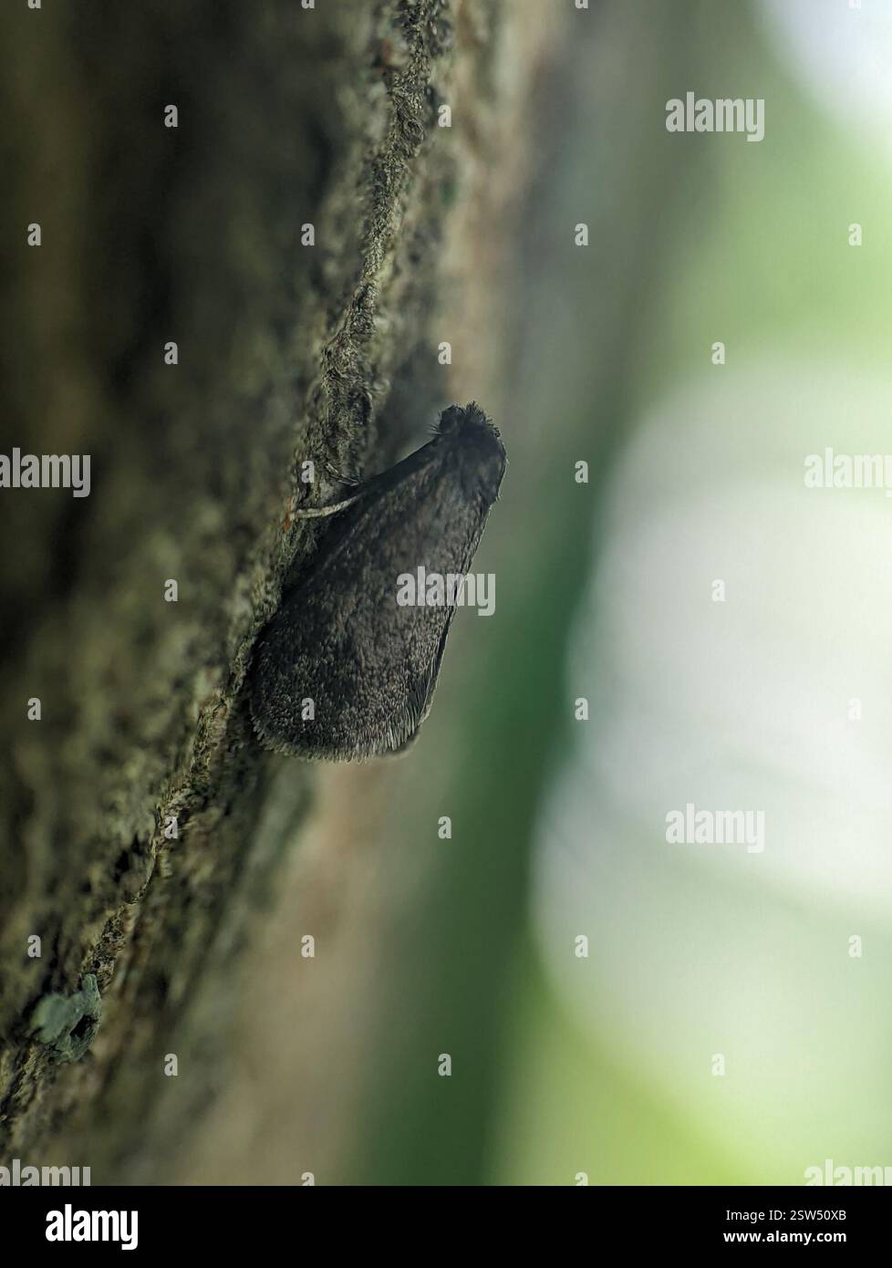 Common Bagworm Moth (Psyche casta), Insecta, Ithaca, NY 14853, USA ...