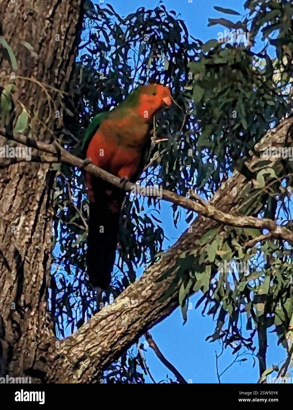 Australian King Parrot (Alisterus scapularis), Aves, Esk QLD 4312 ...