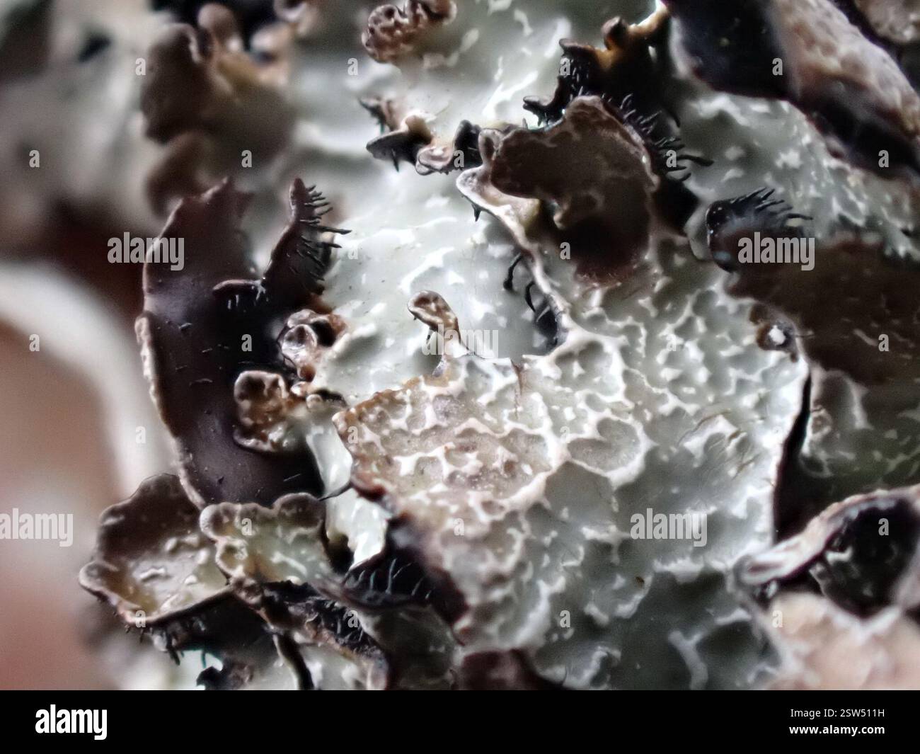 shield lichens (Parmelia), Fungi, Peterhead South and Cruden Ward ...