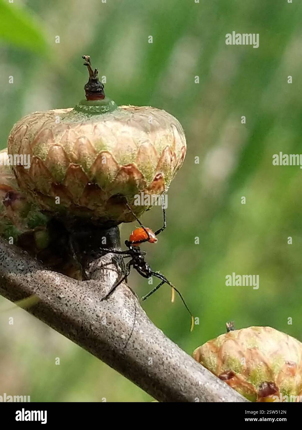 North American Wheel Bug (Arilus cristatus), Insecta, Union County, US ...