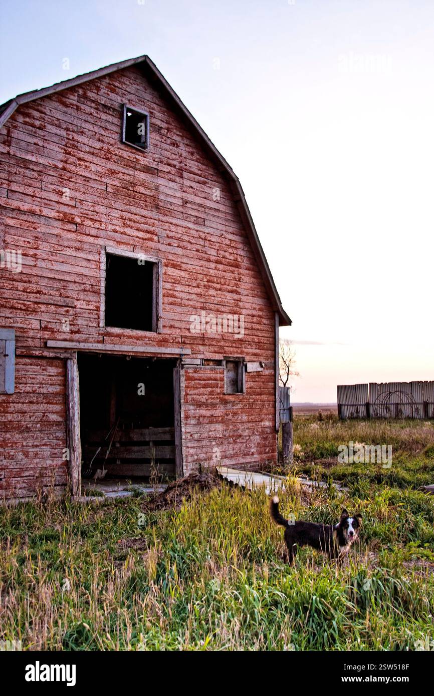 Dog is standing in front of a red barn. The barn is old and has a lot ...