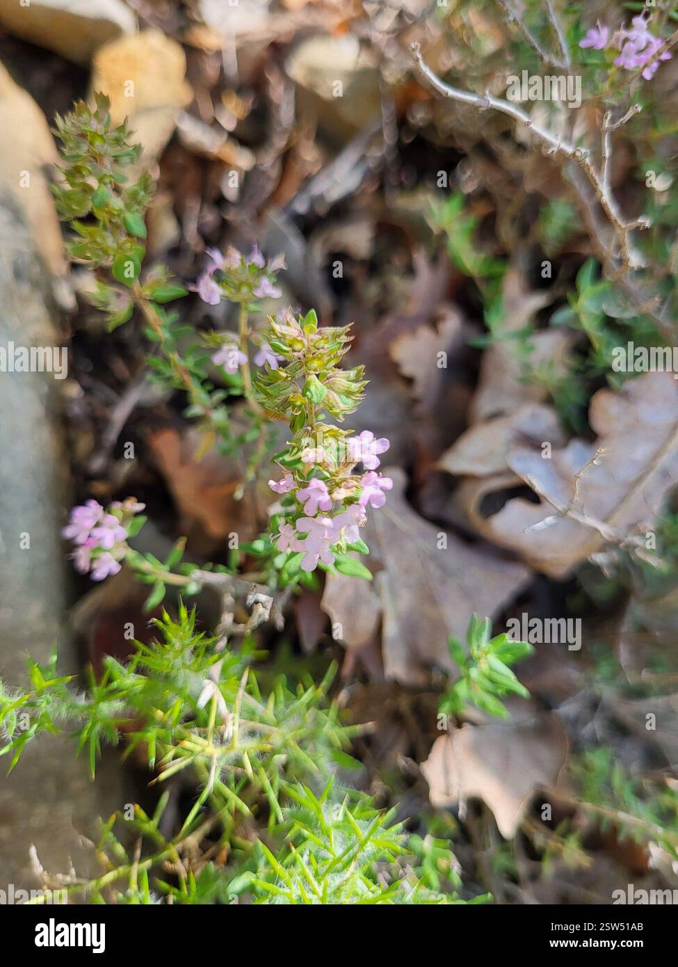 common thyme (Thymus vulgaris), Plantae, 84240 Cabrières-d'Aigues ...
