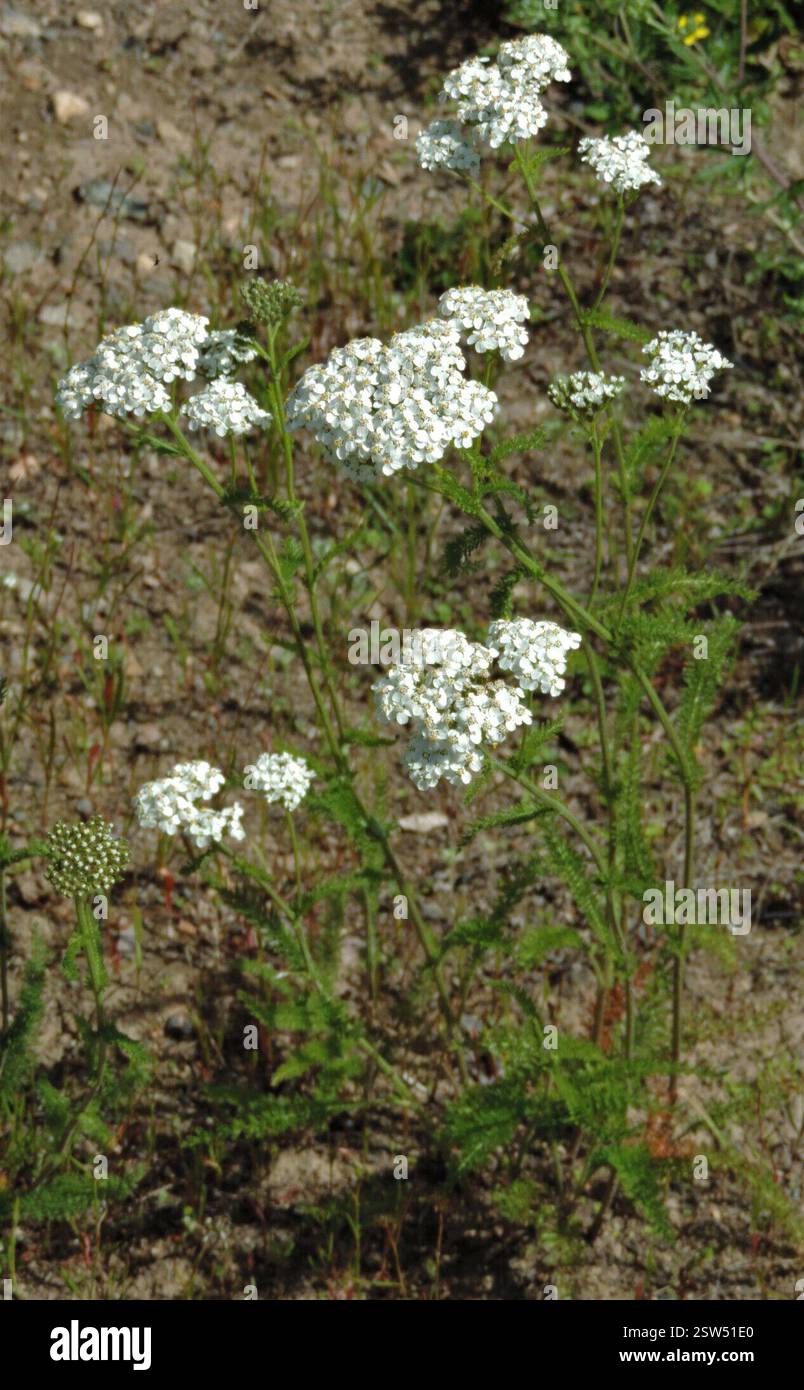 common yarrow (Achillea millefolium), Plantae, Kootenay Boundary, BC ...
