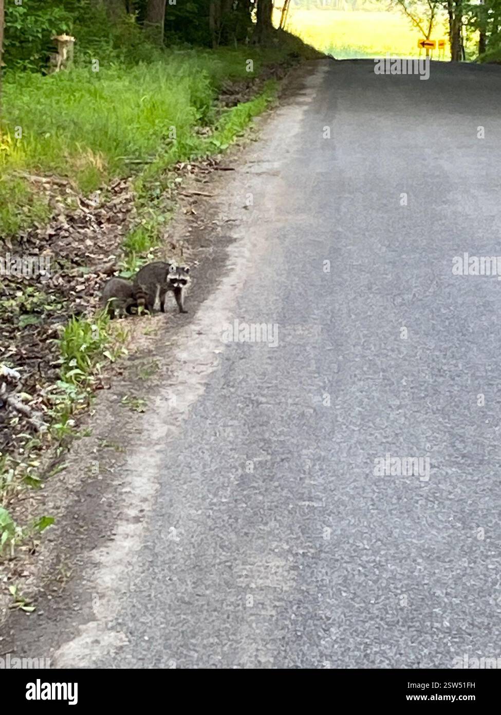 Common Raccoon (Procyon lotor), Mammalia, Saxe Rd, Mogadore, OH, US, As ...