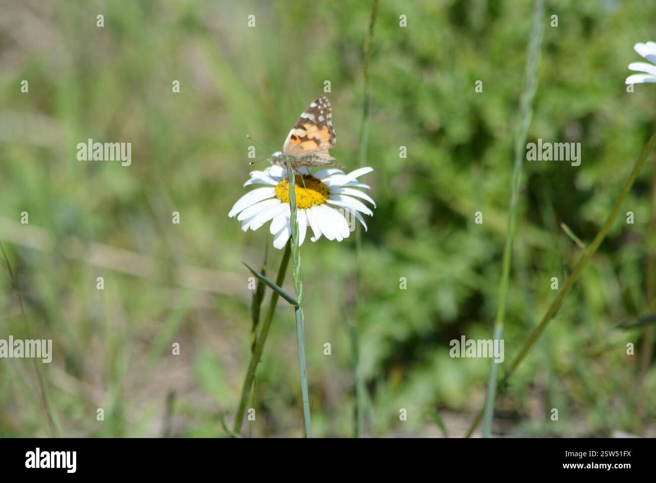 Painted Lady (Vanessa cardui), Insecta, Copper Mtn Willis FSR Stock ...