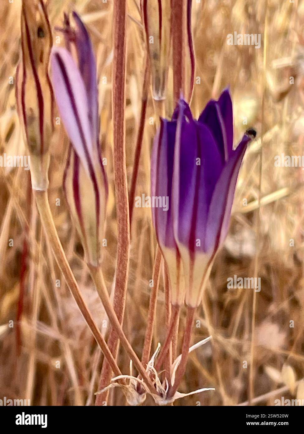 (Brodiaea elegans elegans), Plantae, Watkins Gate Rd, Marina, CA, US ...
