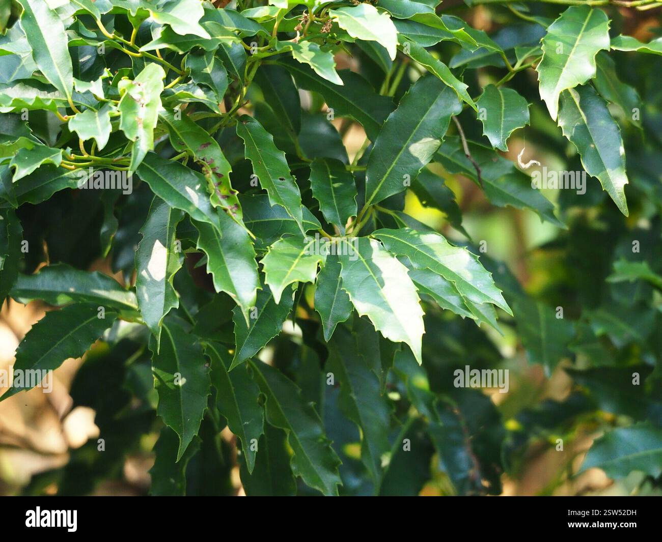Formosan Sweetspire (Itea oldhamii), Plantae, 台灣台北 Stock Photo - Alamy