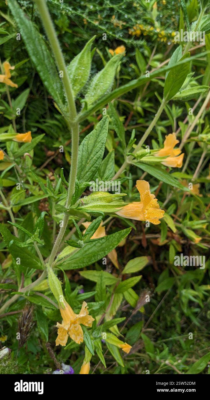 southern bush monkeyflower (Diplacus longiflorus), Plantae, Bel Air ...
