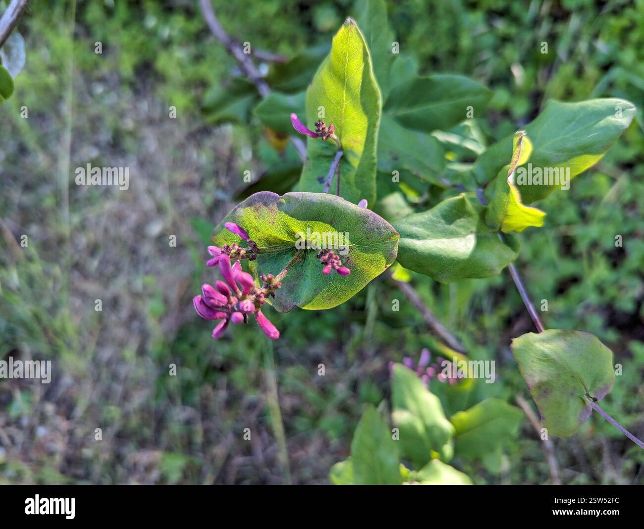 Pink Honeysuckle (Lonicera hispidula), Plantae, Windy Hill Open Space ...