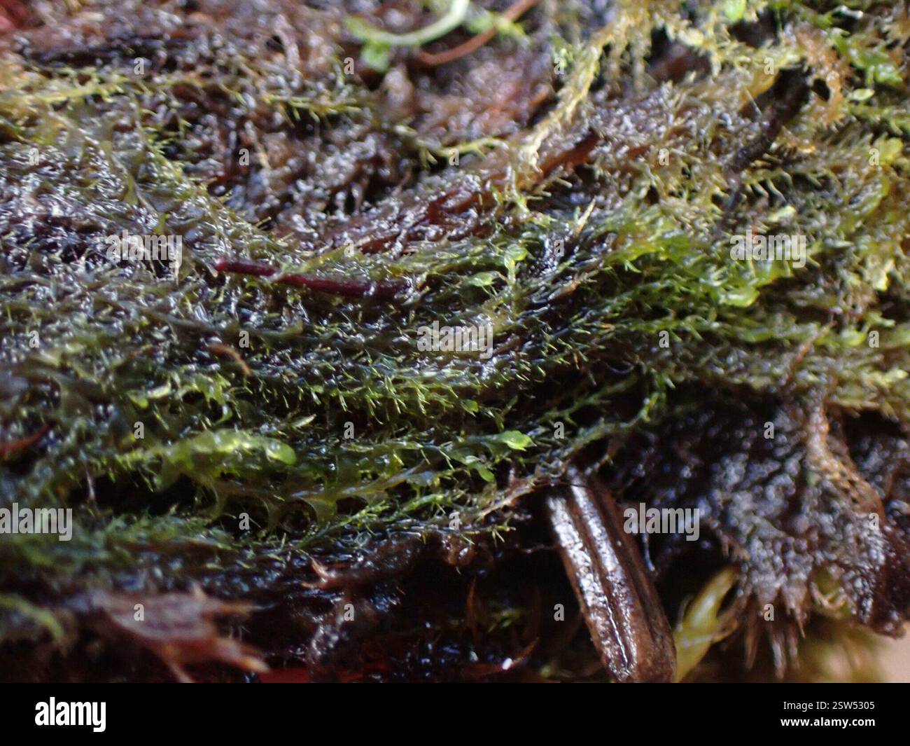 (Cephaloziaceae), Plantae, Yukon, Canada, On vertical mud walls of ...